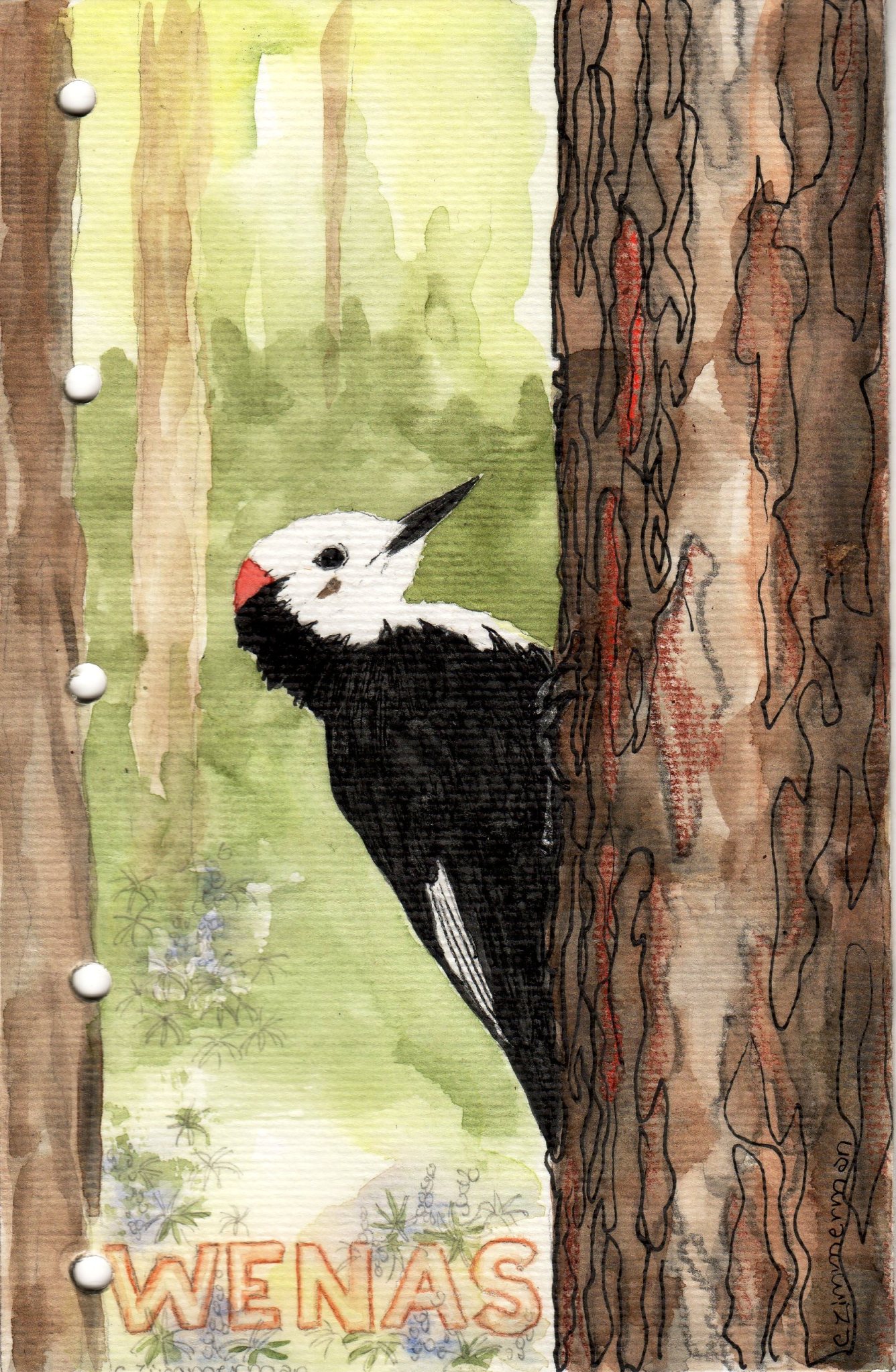 Wenas Campout – Birds, Blooms, & Bugs